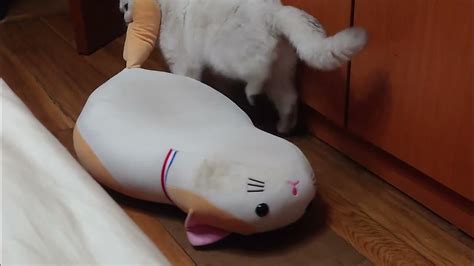 My Cat Lets Me Watch Sex秃宝猫宠幸大老婆1（toki Youtube