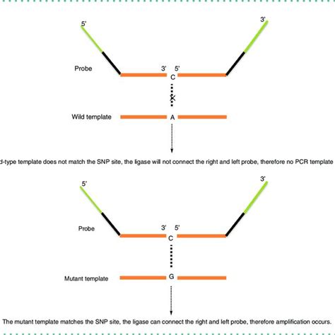 Principles Of Single Nucleotide Polymorphism Detection By Multiplex