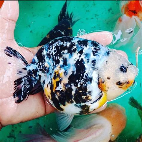 Live Fancy High Quality Lionchu Goldfish Jumbo Breed Our Choice — Coast