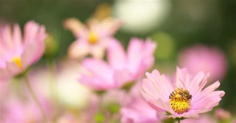 365 Days Of Tokyo Honny Bee