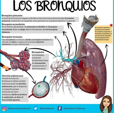 Anatomía De Los Bronquios Anatomía De Los Bronquios