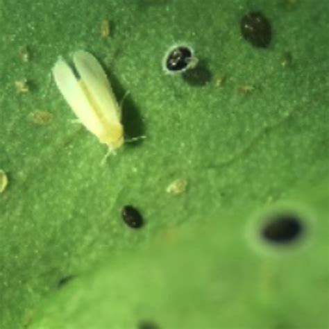 5 Cassava Mosaic Disease Sanguan Wongse Industries Co Ltd