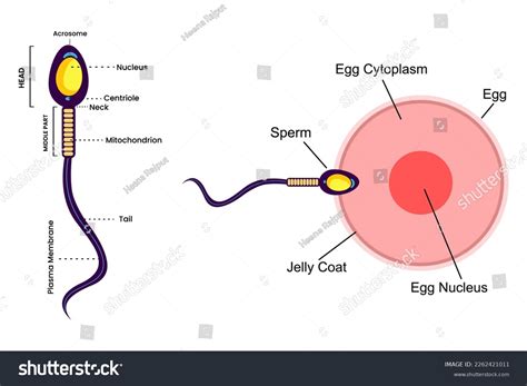Human Sexual Reproductive System Woman Egg เวกเตอร์สต็อก ปลอดค่า