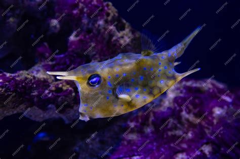 Premium Photo Horned Fish Cow Fish