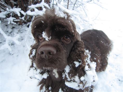 Cockerspaniel Snow Winter Americana