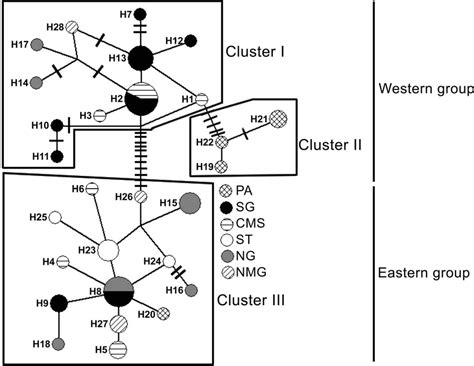 Median Joining Network Showing Relationships Among The Blue And Yellow