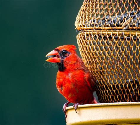 Red Northern Cardinal Cardinalis Cardinalis Bright Red Male With