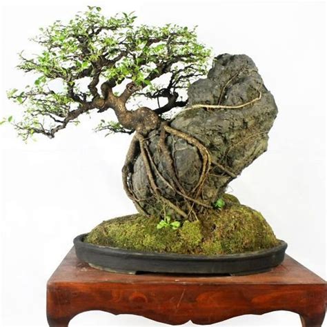 1247 Likes 10 Comments بن سای هنر کاشت درختان در سینی Bonsaimgh On Instagram نمونه ای