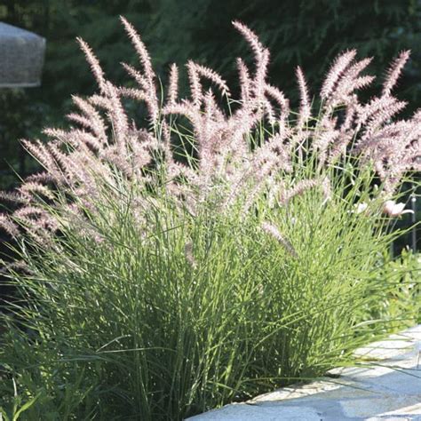 Oriental Fountain Grass Karley Rose Pennisetum Orientale Mygardenlife