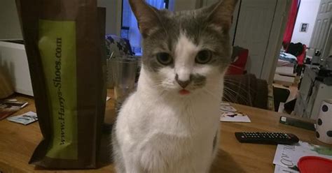 Cattoungeexe Has Failed Please Reset Cat To Factory Defaults Imgur