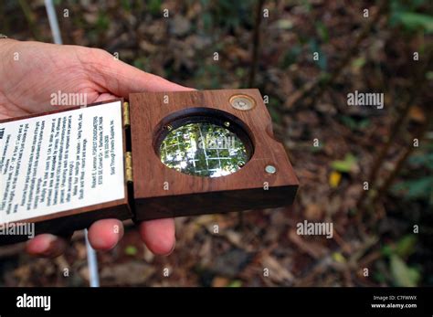 Ecologist Using Densitometer To Measure Rainforest Canopy Damage After