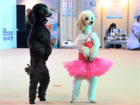 The Paw Fect Entrance Dancing Poodles Dressed As Ballerinas Welcome