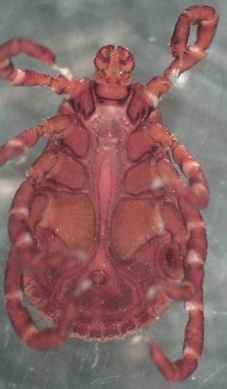 Dermacentor Occidentalis Bugguidenet
