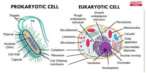 Difference Between Prokaryotic And Eukaryotic Cell For Class 9 And 11