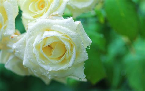 【二次関数】解の配置問題は定数分離で楽をしましょう 高校数学の掟