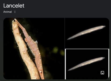 Examples Of Lancelets