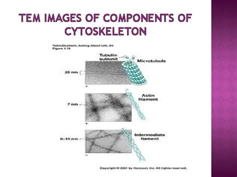 Cell Cytoskeleton Introduction The Cytoskeleton Is A Network