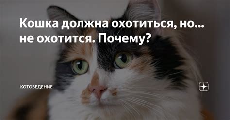 Кошка должна охотиться но не охотится Почему КотоВедение Зоопсихолог Юлия Иванова Дзен