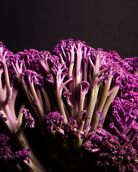 Cauliflower Murasaki Fioretto 70 F1 All America Selections