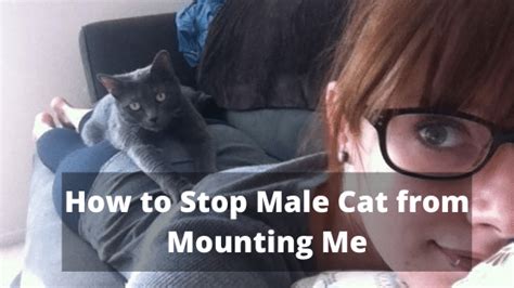 How To Stop Male Cat From Mounting Me The Kitty Expert