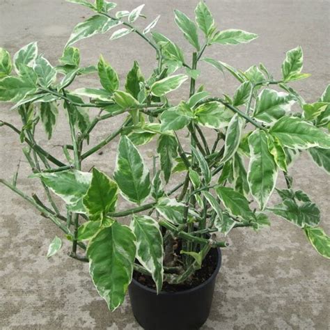 Variegated Devils Backbone Succulent Plants Ornamental Plant