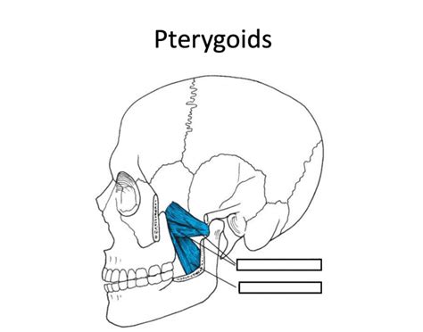 Pterygoids Quiz