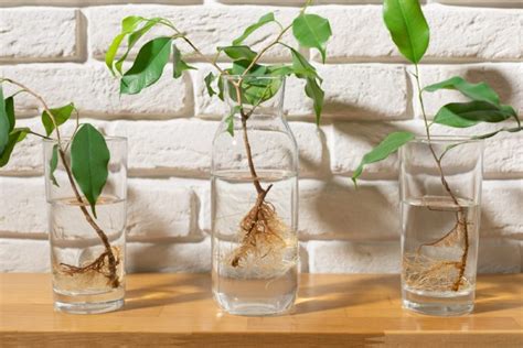 Ficus Tree Types A Comprehensive Guide To Varieties Foliage Friend Learn About Different