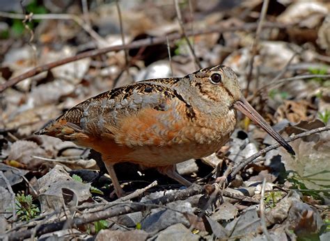 American Woodcock Audubon Field Guide