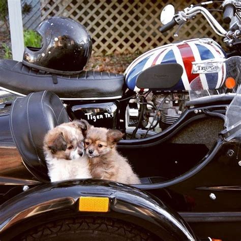 Happybirthday To My Pups Coco And Peanut 11yearsold 1973tiger Pup Triumph Motorcycles