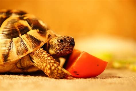 亀の餌のおすすめ人気ランキング11選｜食べ物の種類や臭いを抑えるタイプも紹介 Best One（ベストワン）