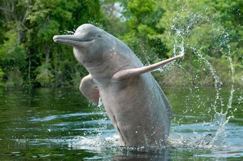 Pink Amazon River Dolphin Facts Habitat Diet Life Cycle Pictures