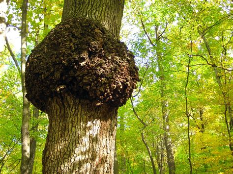 What Is Tree Cancer At Juan Bear Blog