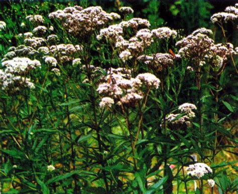 24泽兰 园林花卉 图片