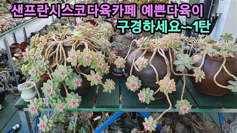 다육이♡ 샌프란시스코 다육카페 예쁜다육이 구경하세요~~1탄 Youtube