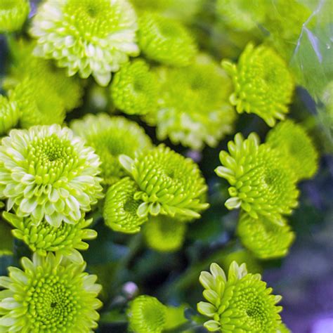 Button Mum Chartreuse My Flower Stop