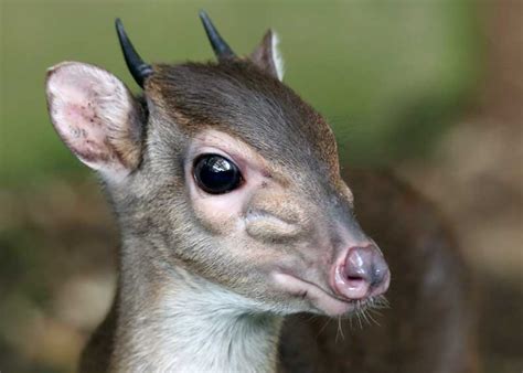African Antelope Small