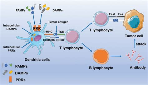 Pathogen Associated Molecular Patterns Adjuvants Boc Sciences