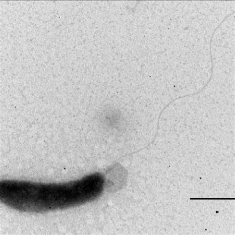 Pdf Taxonomy And Epidemiology Of The Genus Arcobacter