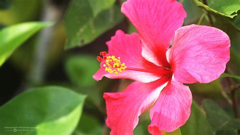 Koleksi Gambar Bunga Raya