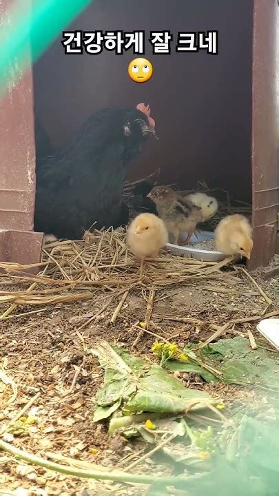 병아리 일상 몰카😮암탉과 새끼 병아리 소통 찐🫣모자녀는 쫀쫀한 관계😁a Hidden Camera For A Chicks Daily Life Youtube