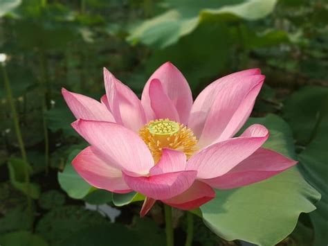 37 Different Types Of Lotus Flowers And How To Grow Florgeous