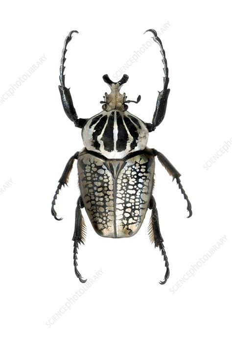 African Goliath Beetle