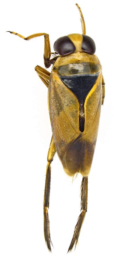 Notonecta Hoffmani Bugguide Net