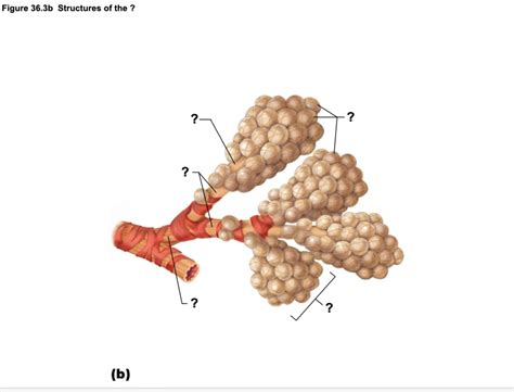 Bsc2086l Practical Exam 2 Lesson 7 Image Diagram Quizlet