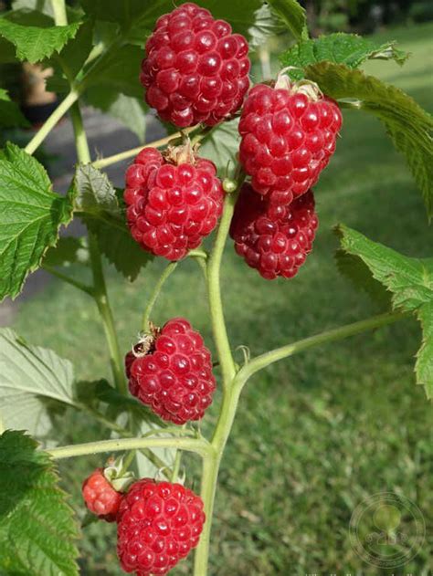 Саженцы Малина Руби Бьюти (Rubus idaeus Ruby Beauty) купить в Москве по ...