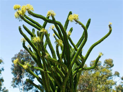Alluaudia Procera Madagascar Ocotillo World Of Succulents