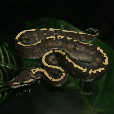 Mojave Ghi Mojave Ghi
