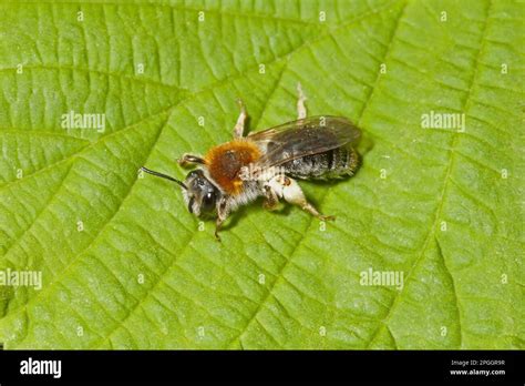 Red Crested Sand Bee Red Crested Earth Bee Early Mining Bees Andrena