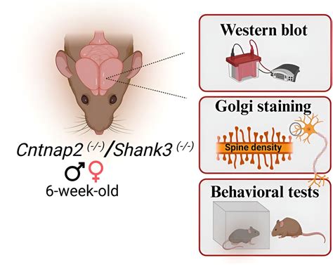 Synaptic Similarities Challenge Focuses On Male Models Manhattan Tribune
