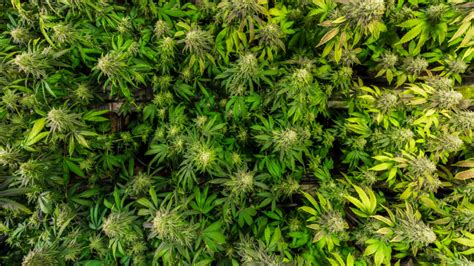 The Downside Of Too Much Weed Stratcann